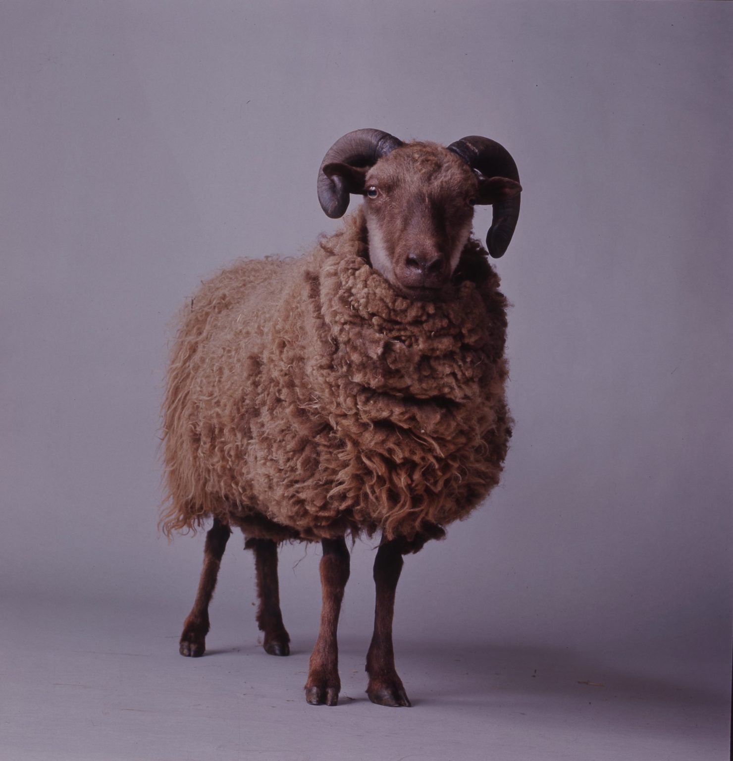 adrianflowersarchive.com