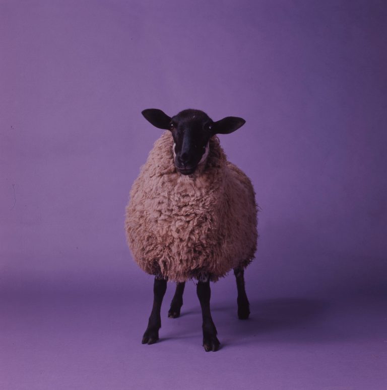 adrianflowersarchive.com