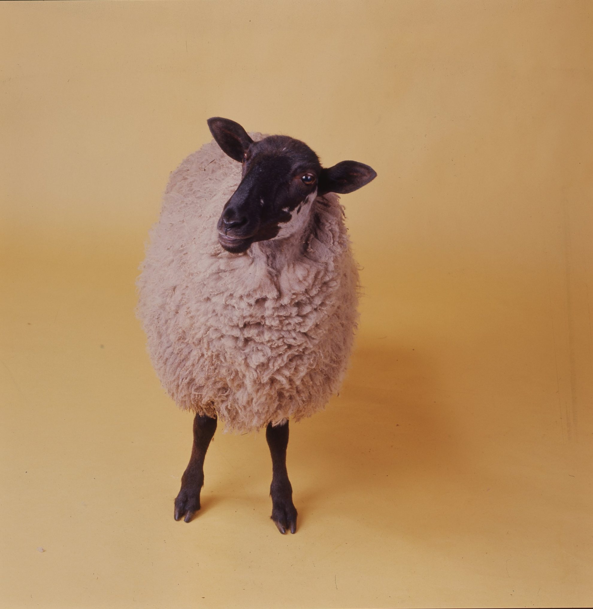 adrianflowersarchive.com